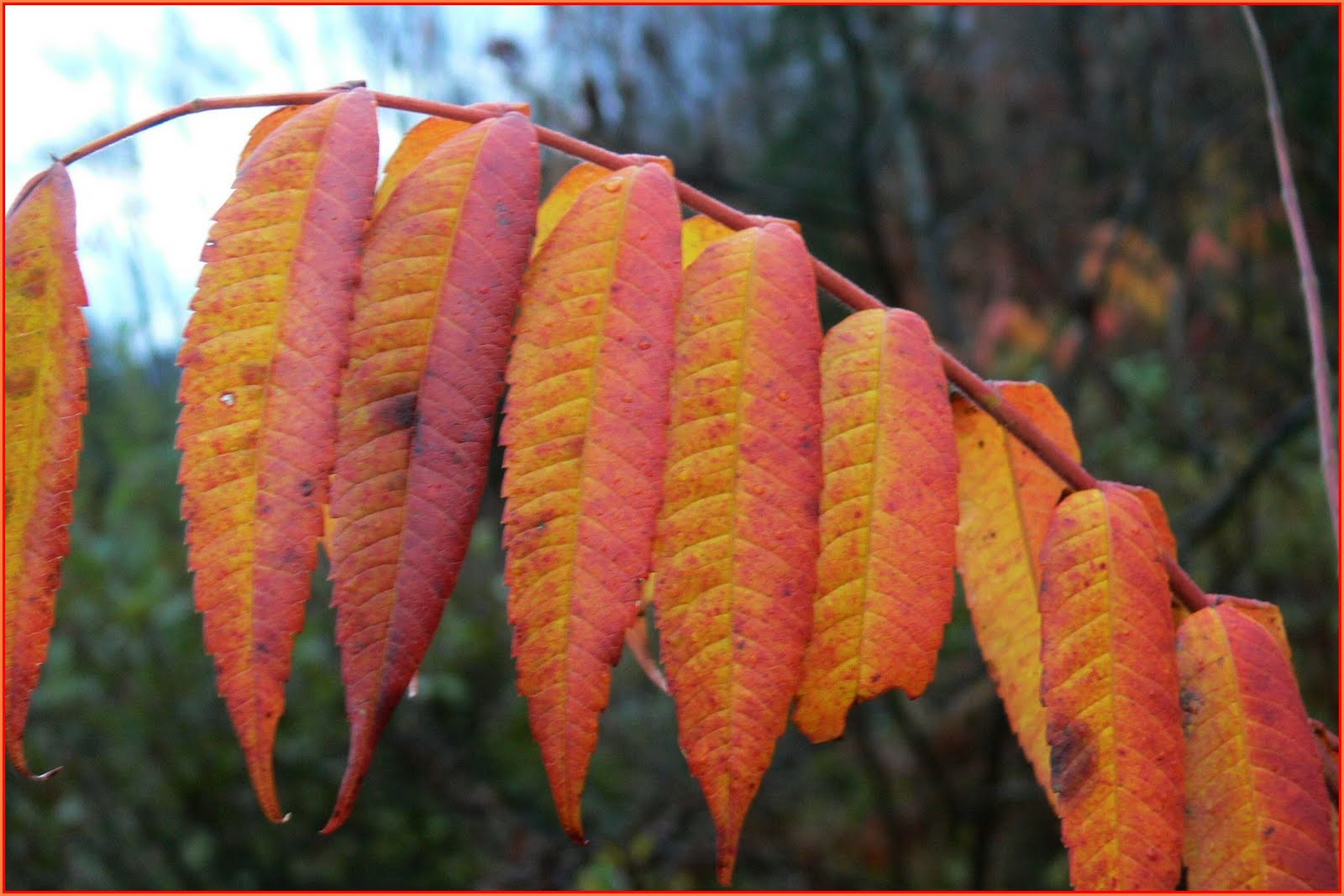 The Vermont Gardener: Tiger Eye Cutleaf Staghorn Sumac