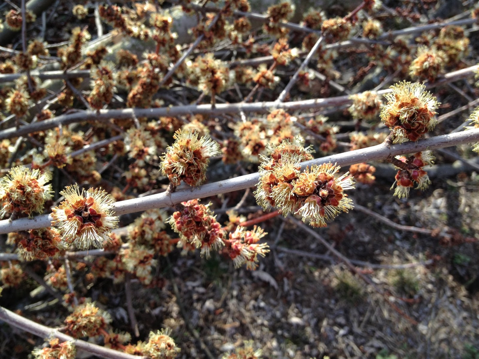 Damn Arbor: In bloom: silver maple