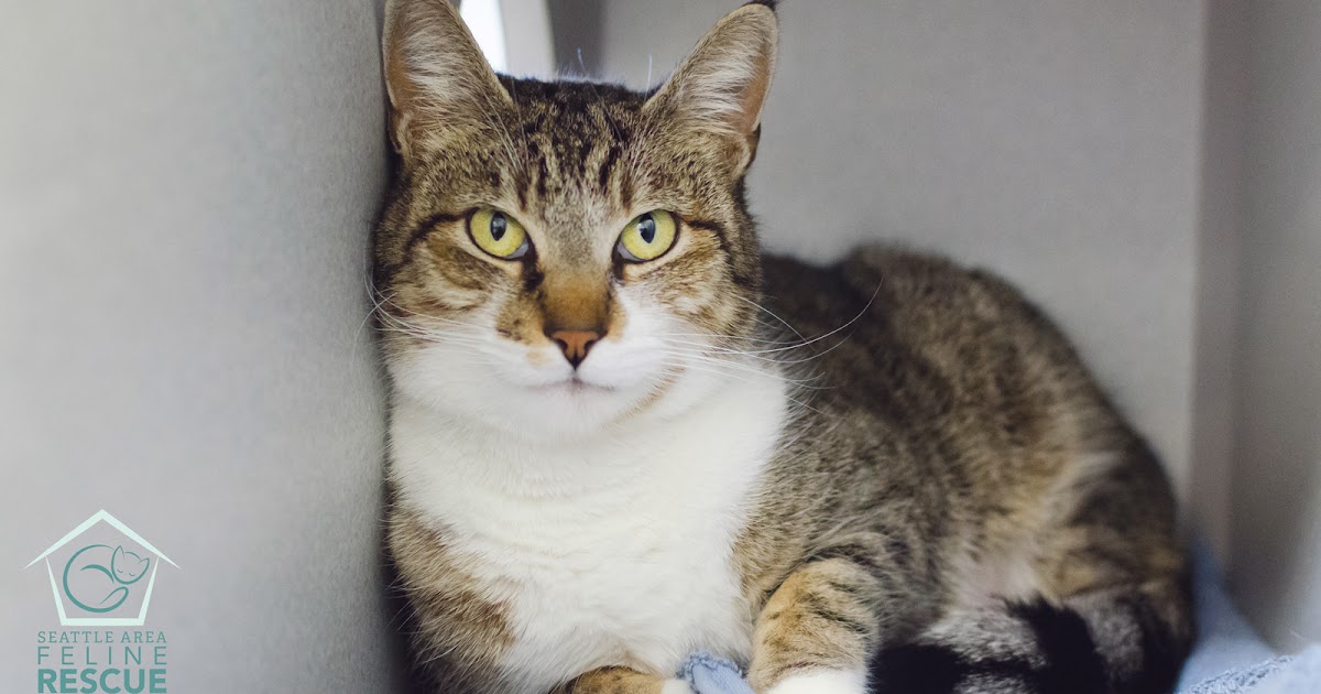 Shoreline Area News: Cats: Laila watches all the other kitties find ...