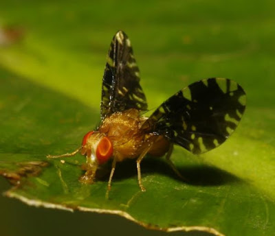 Variety of Life: Tephritidae