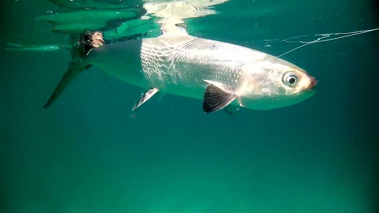 Milkfish vs Salmon, Which One is the Best? | Indonesia Milkfish Factory ...