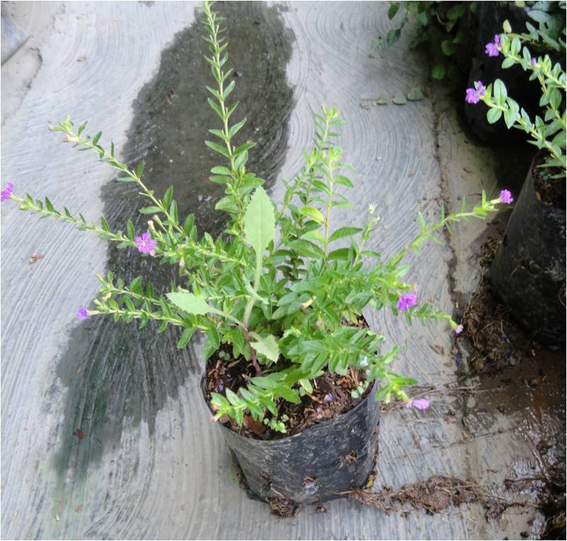 La Doctora De Las Plantas: Ideas de plantas que puedo usar para diseño ...