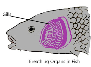 Class-7 Science Chapter-10 Respiration in Organisms, Additional ...
