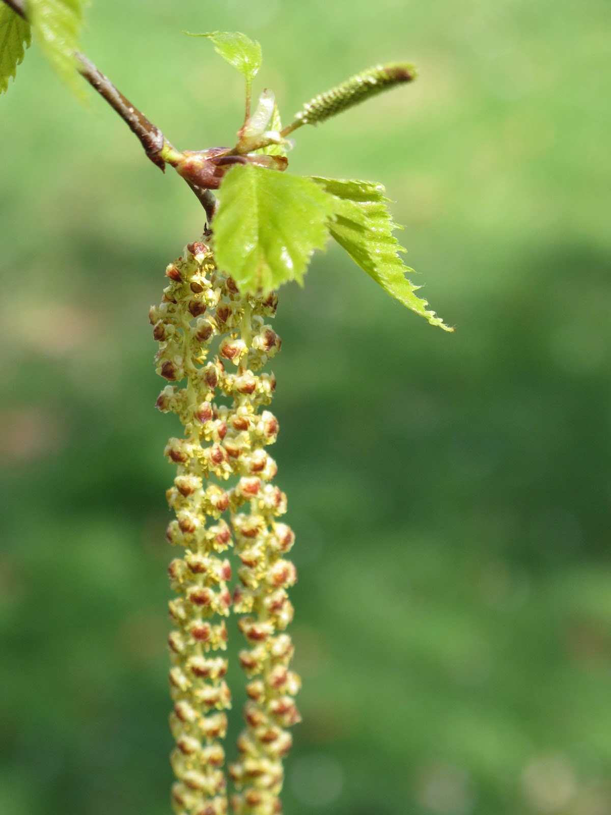 A Year With the Trees: April 6 - Sweet Birch - Betula lenta