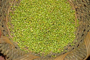 DIET WHAT IT REALLY MEANS!!!!!!!!: All about Tender jowar - sorghum ...