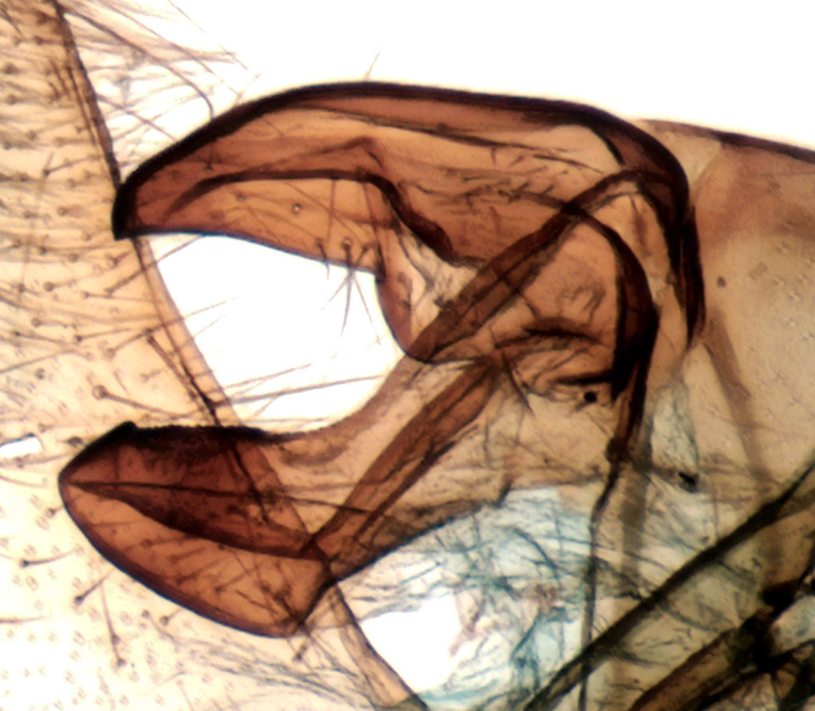 Xyloryctine Moths of Australia: Clerarcha