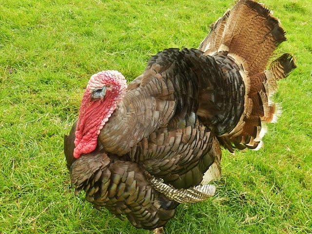 Mike's Cornwall: Farm Animals Seen In Cornwall