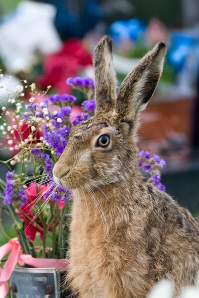 Hare Preservation Trust