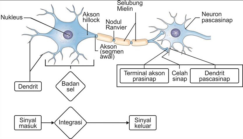Bagian-Bagian Neuron dan Pengelompokan Jaringan Saraf - KURIKULUM 2013