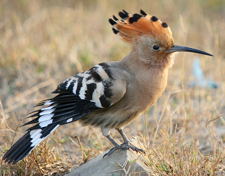 Peacocks and Rainbows: ITALY: 3rd and 4th Grade Italian Hoopoe Birds