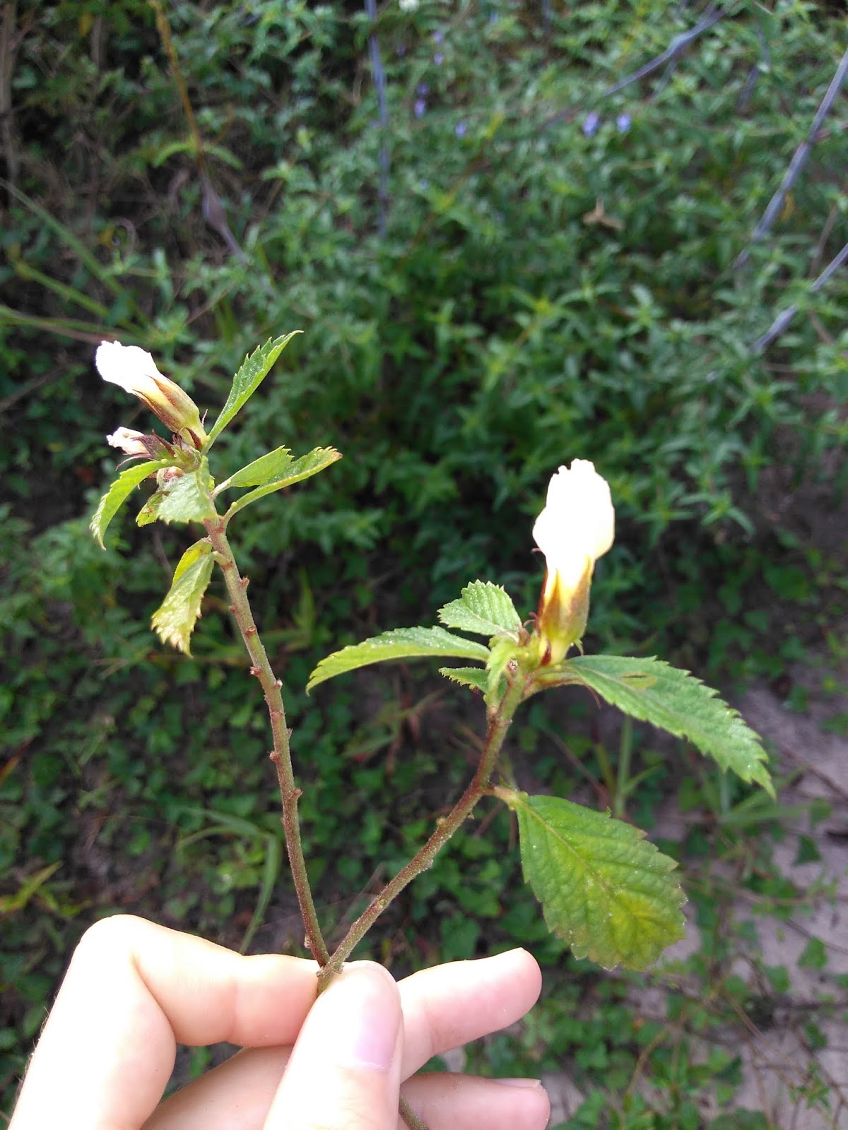 Sistemática Fanerógamas BIO 266 UEFS: julho 2019