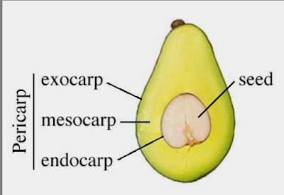 Fruit : Formation, Parts of fruit | study science