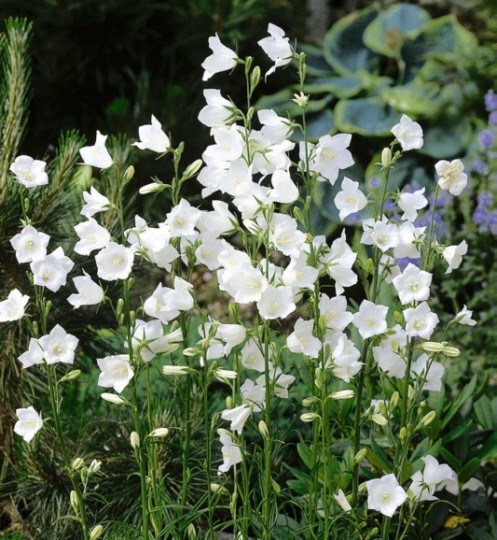 Campanula Persicifolia 'Alba' Plants | Garden How
