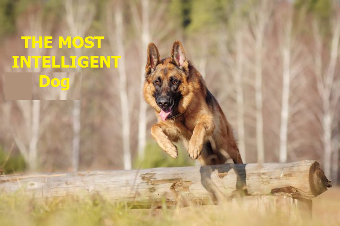 THE MOST INTELLIGENT Dog