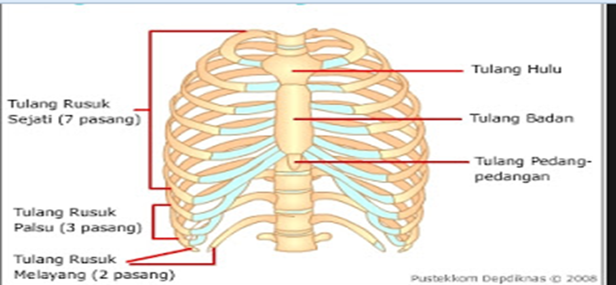 Materi dan Latihan Soal Sistem Rangka dan Sendi - Cahaya Mentari