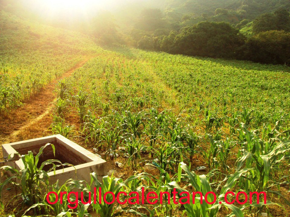 Orgullo Calentano - Región de Tierra Caliente: abril 2013