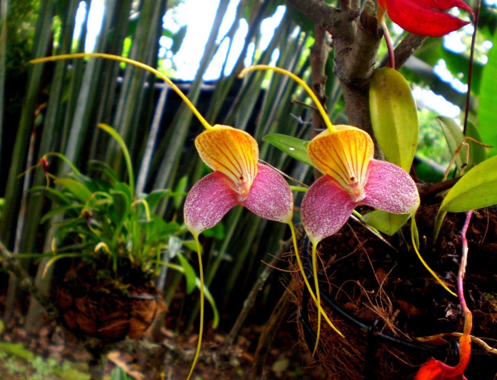 Orquidea masdevallia caudata | Flores colombia