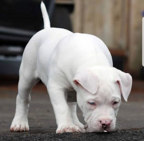 States pitbull home: Here’s how adopting an American bully puppy can ...