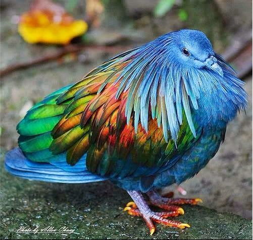 postagalambok: Érdekességek