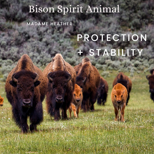 Spirit Animals that Symbolize Protection