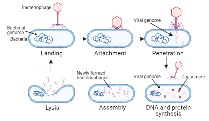Life Cycle of Bacteriophage | Lytic Cycle | Lysogenic Cycle | Induction