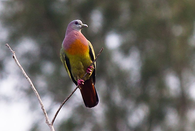 SOUTH EAST ASIA BIRDS - Malaysia birds paradise: ID: Little Green-pigeon