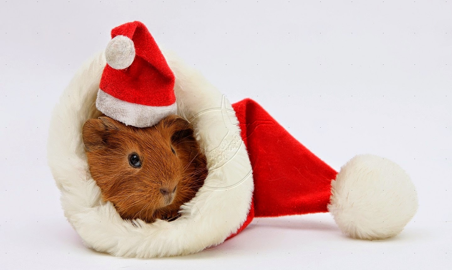 ΙΝΔΙΚΟ ΧΟΙΡΙΔΙΟ (GUINEA PIG) photos - wallpapers | the fun bank