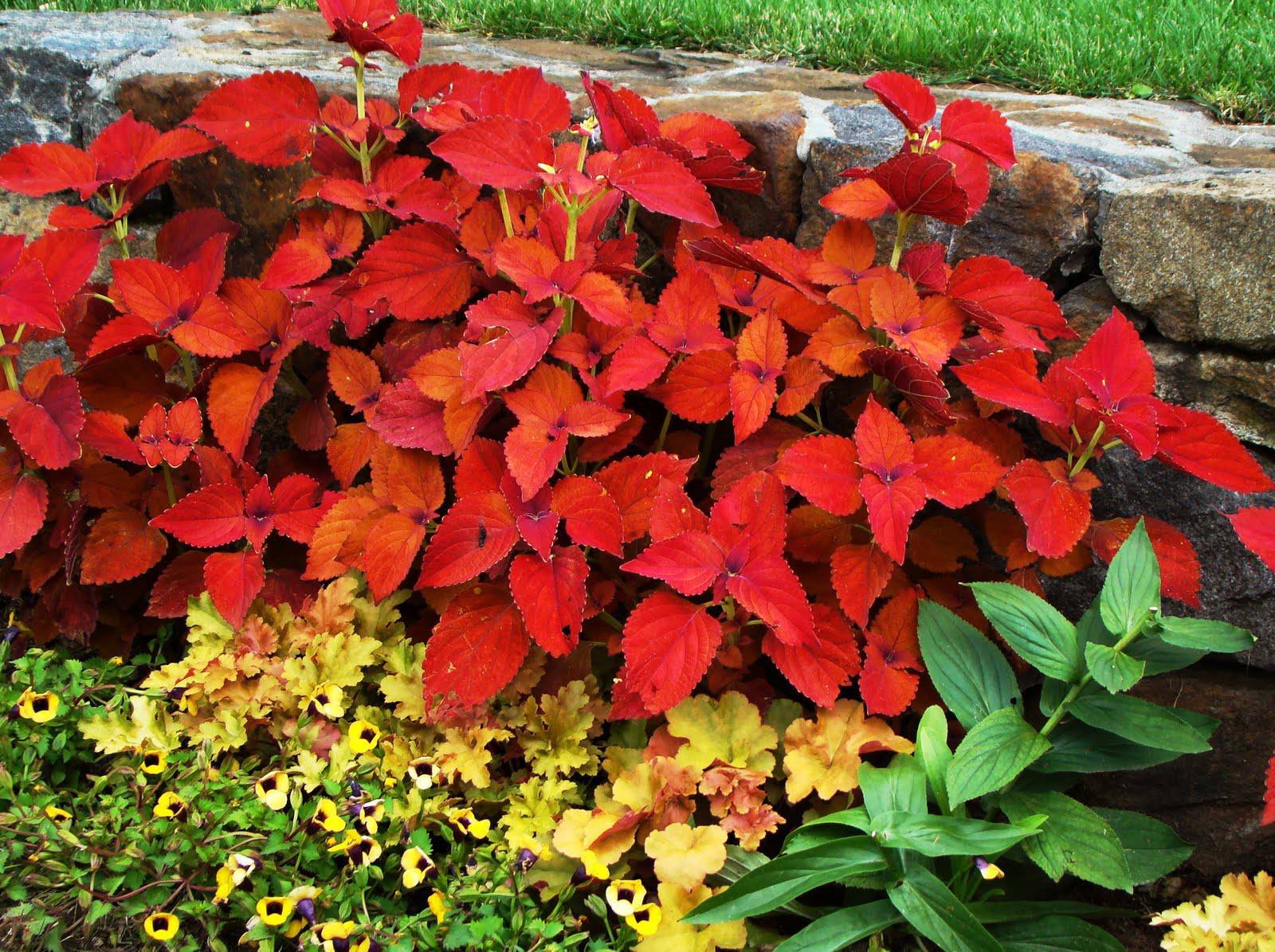 PlantsPedia: Small, Colorfull and Elegance, Coleus........