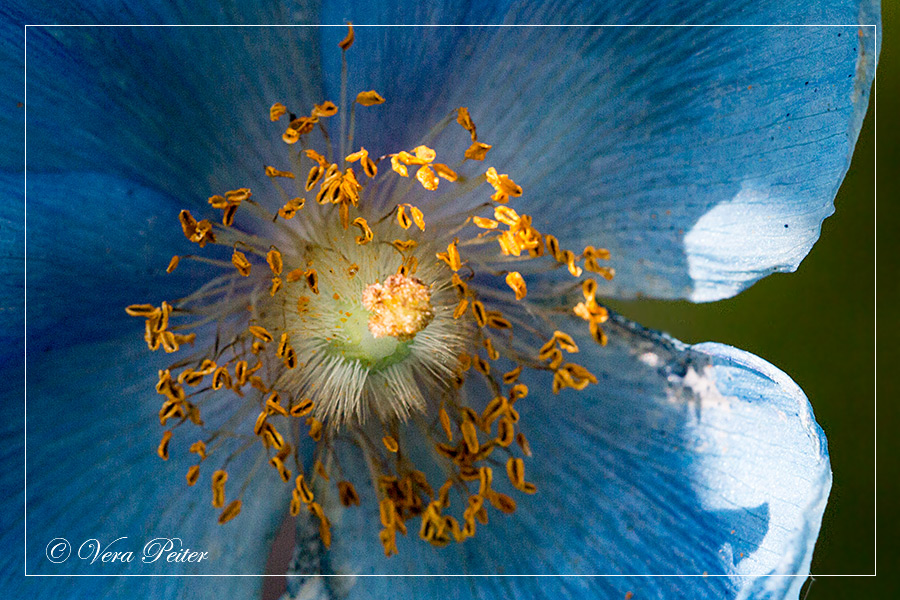 Artifactum ver@bilis Blog: Blauer Mohn