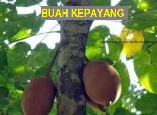 Anim Agro Technology: BUAH KEPAYANG - KENALI DIA