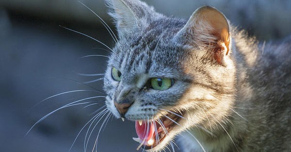 Top 10 angry cats images, Pictures for whatsapp, facebook, instagram ...