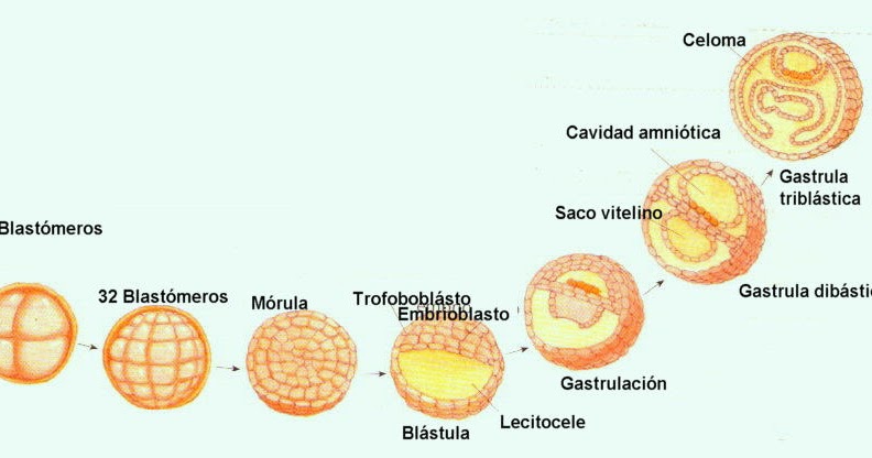 Julieta Martinez : Desarrollo embrionario y fetal