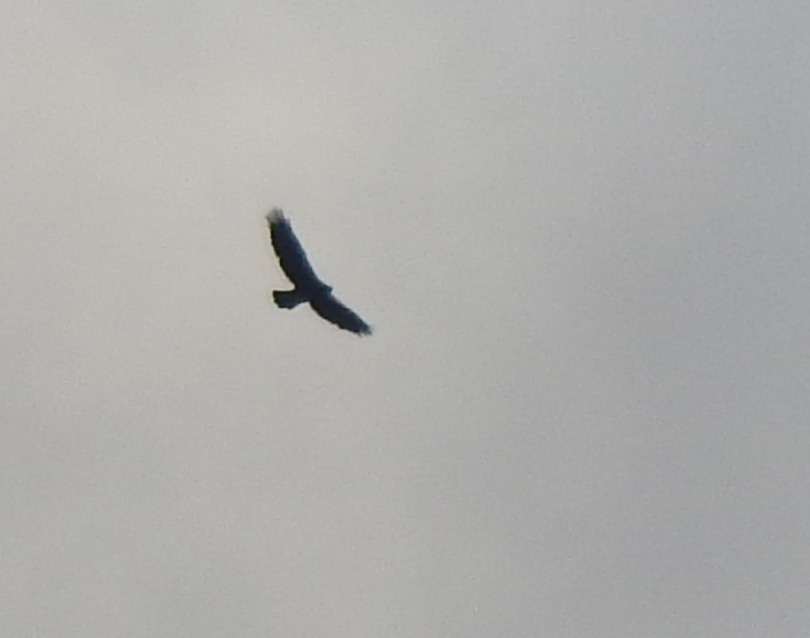 PASARI DIN ROMANIA: ACVILA DE MUNTE, Aquila chrysaetos