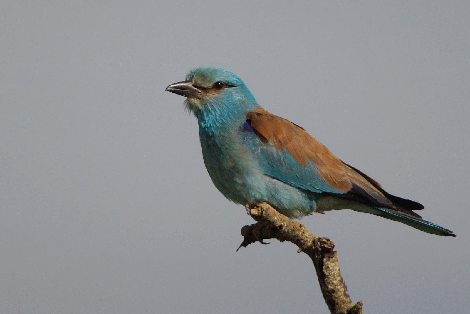 Pasión por las aves: Carraca europea.(Coracia garrulus)