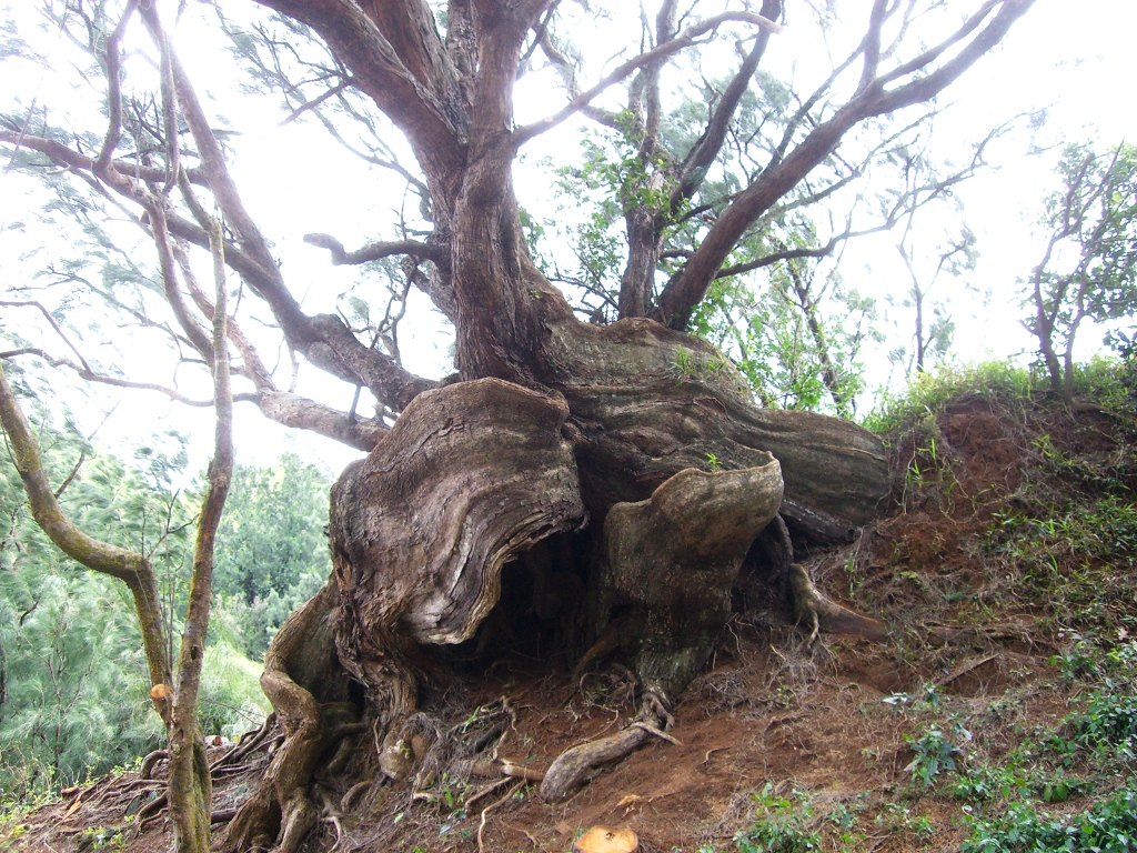 Teach What You Believe: O Radix Jesse