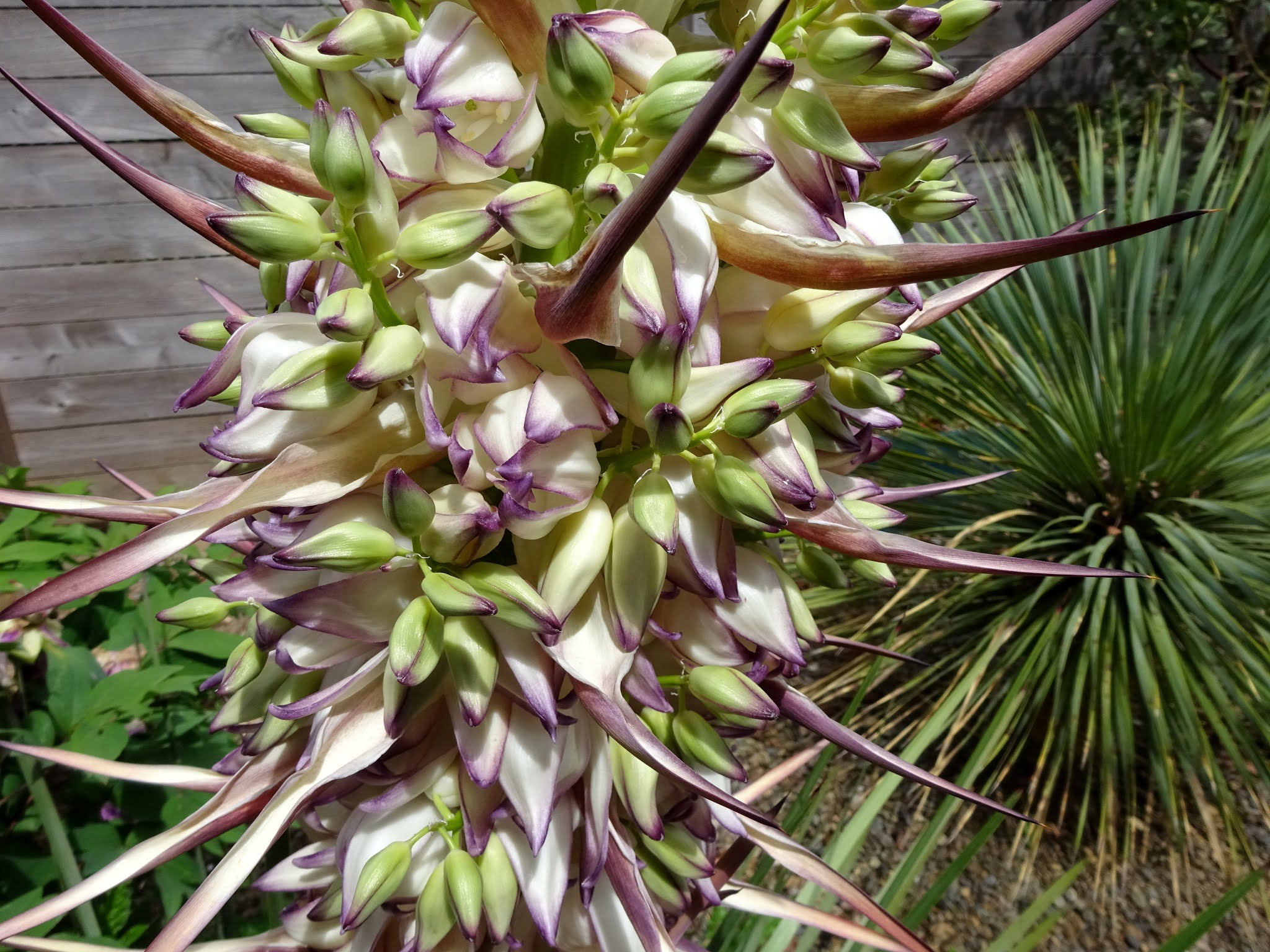 danger garden: The prettiest damn yucca bloom and a must-see open garden...