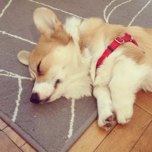 18 Corgis Sleeping In Totally Ridiculous Positions - Dog Red Line