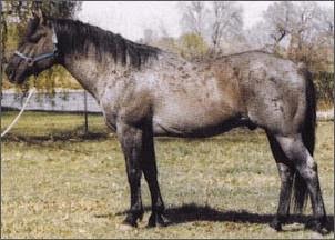 LUDO HANCOCK HORSES: HANCOCK QUARTER HORSE