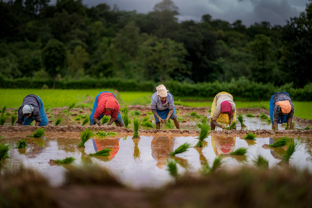 Rice Farming In Konkan