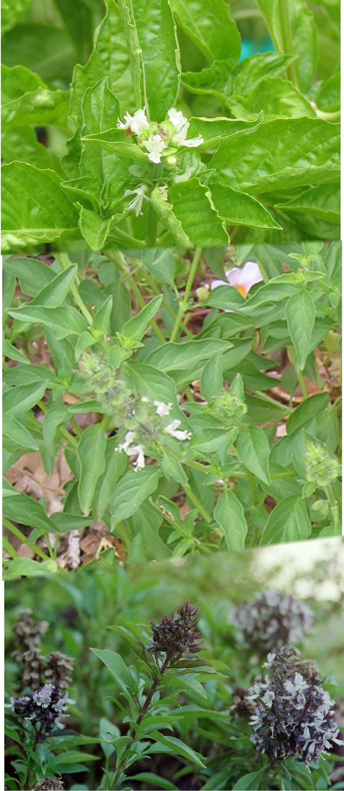 Edible Herbs, Flowers & Other Edibles - Grow Your Own Dinner ... Edible Herbs, Flowers & Other Edibles - Grow Your Own Dinner ...