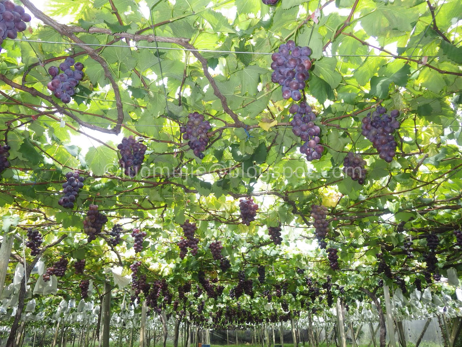 grape picking in Taichung - Xinfeng Farm (新峰農場) [Heard it through the ...