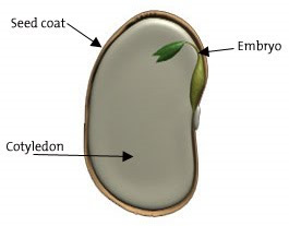 What came first? A lesson on Seeds | BLOG