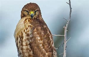 Story Excerpt: Chicken Hawk Down (Part II)...