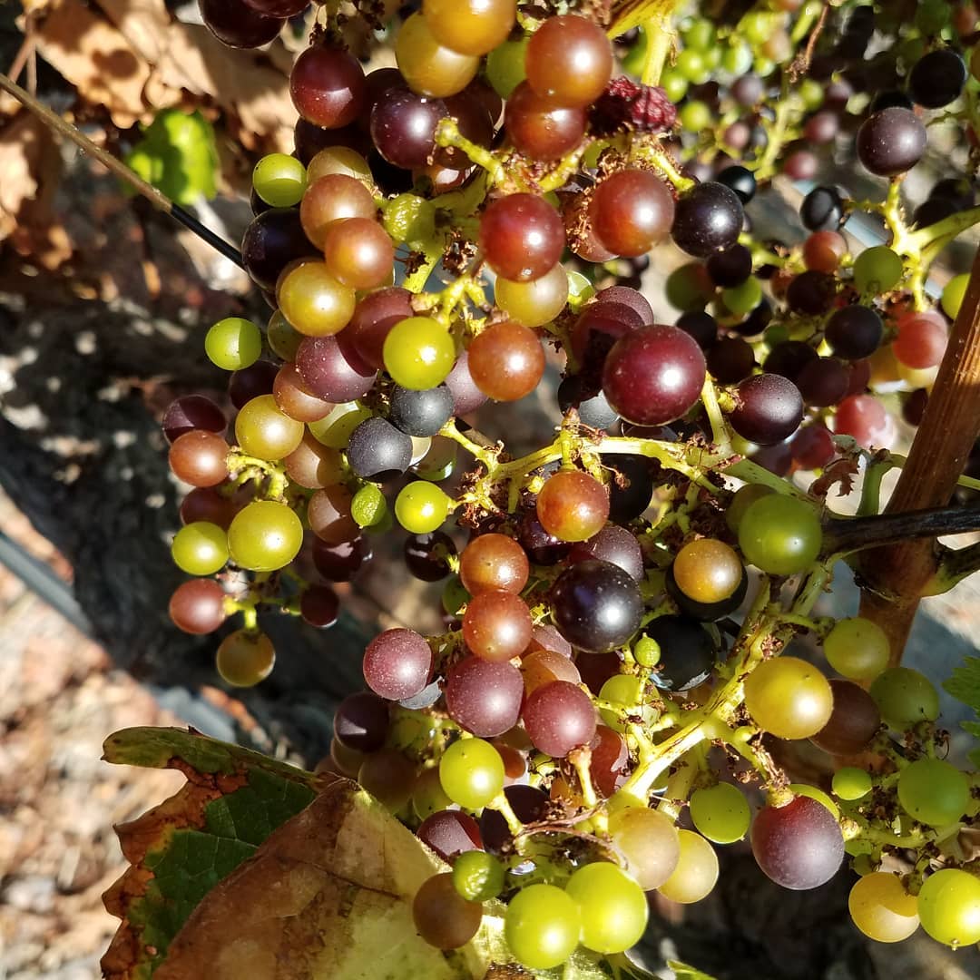 The Wine Write: Spending Time With Bobby Moy of Chiron Wines