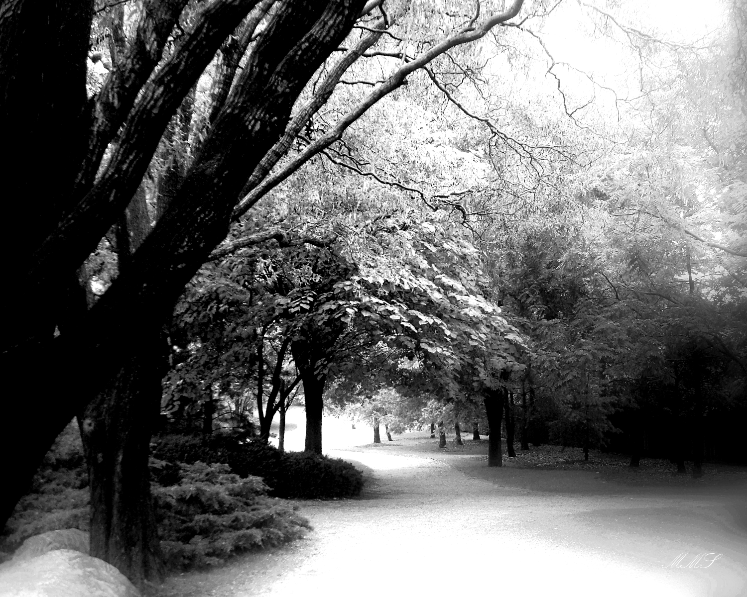 Kariya Park Mississauga Series