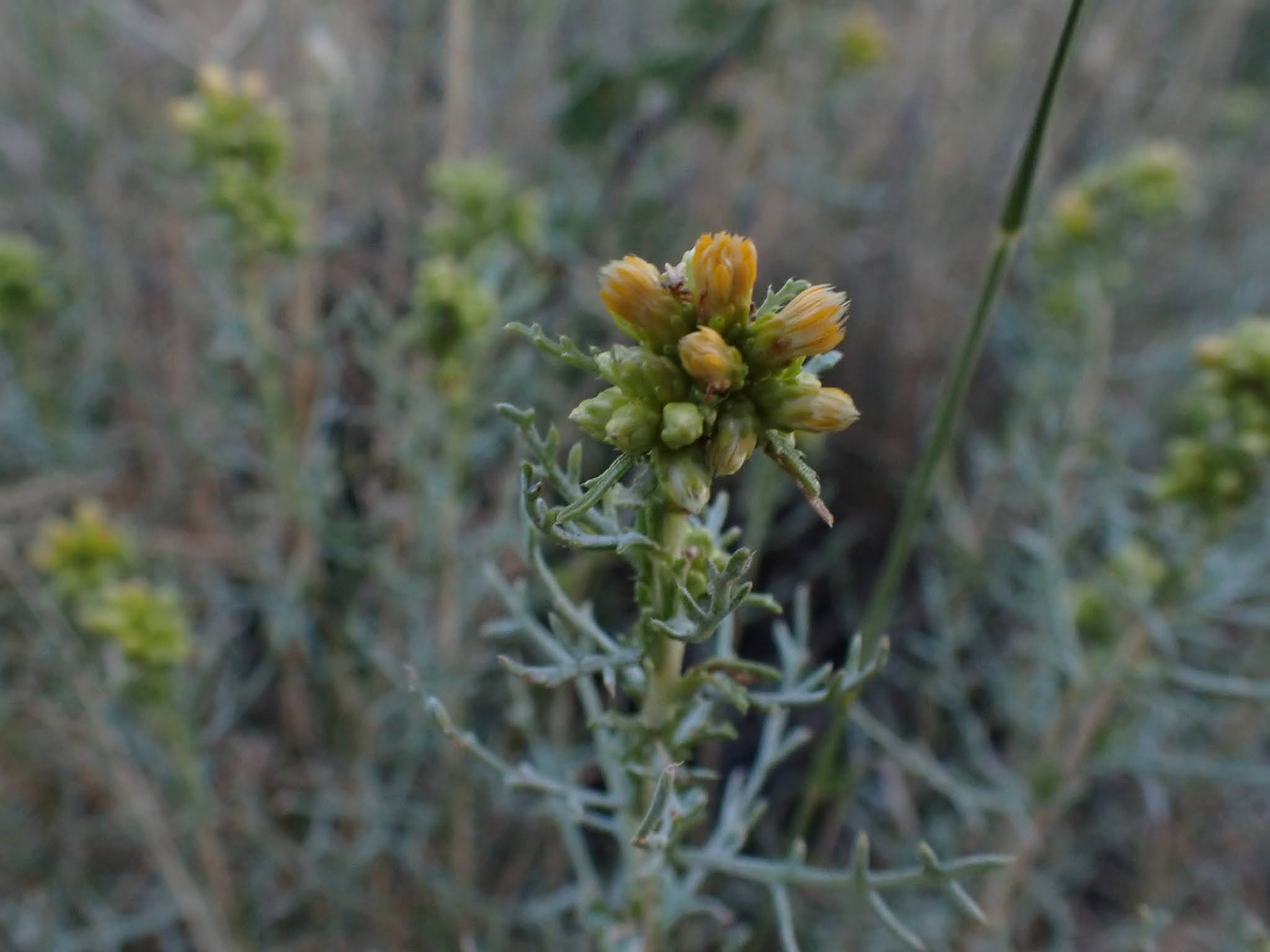 DebbieCPhillips-Photography: Kartchner Caverns State Park, Arizona