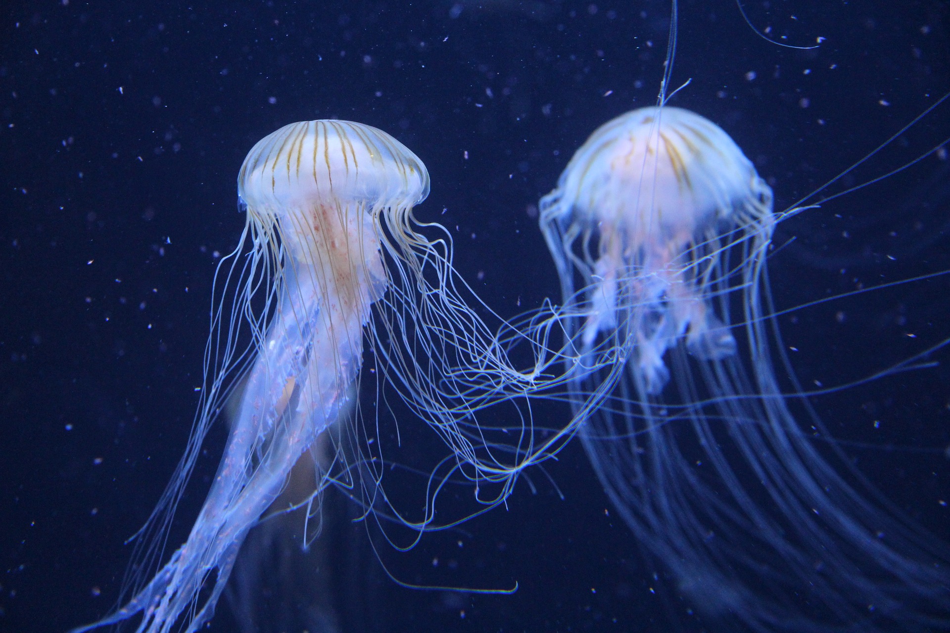 Jellyfish: What is it, characteristics, curiosities Jellyfish: What is it, characteristics, curiosities