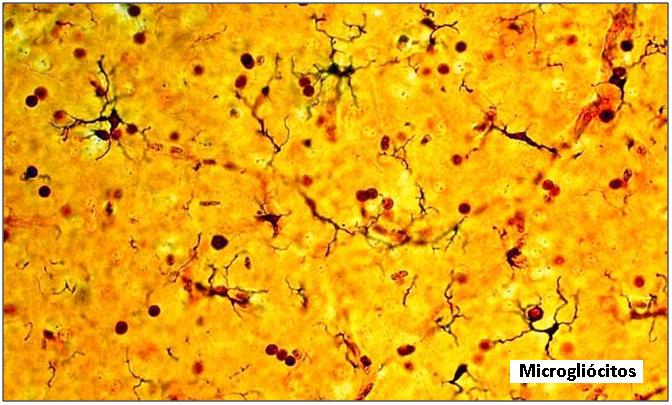 Blog de Biologia: HISTOLOGIA