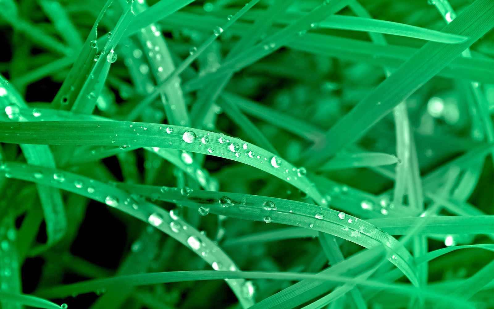 Morning Dew Photographs | Popular Wallpapers