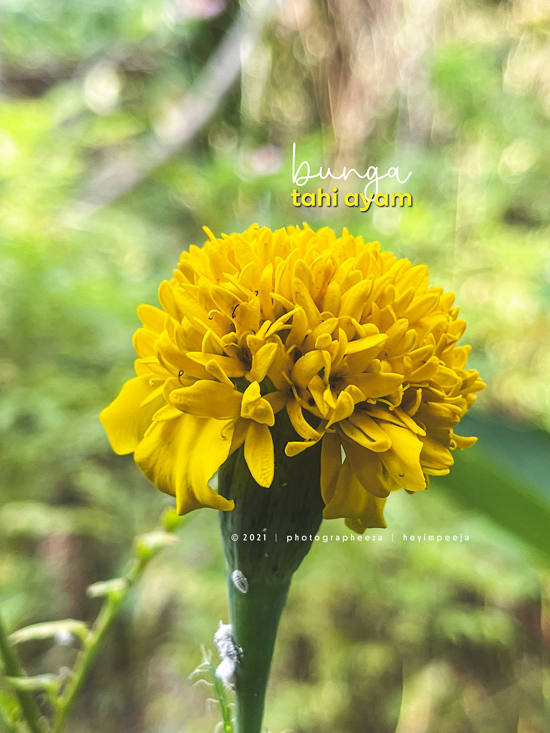 Bunga Tahi Ayam Atau Marigold